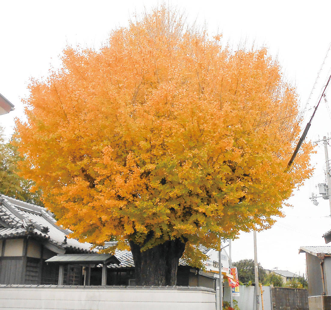 Sightseeing | Minabe Town Tourism Center