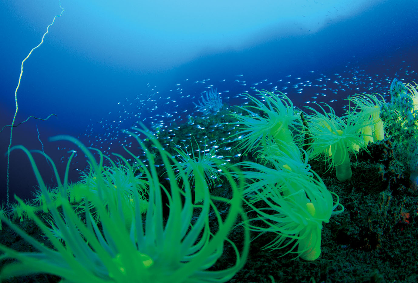 Activities | Minabe Town Tourism Center